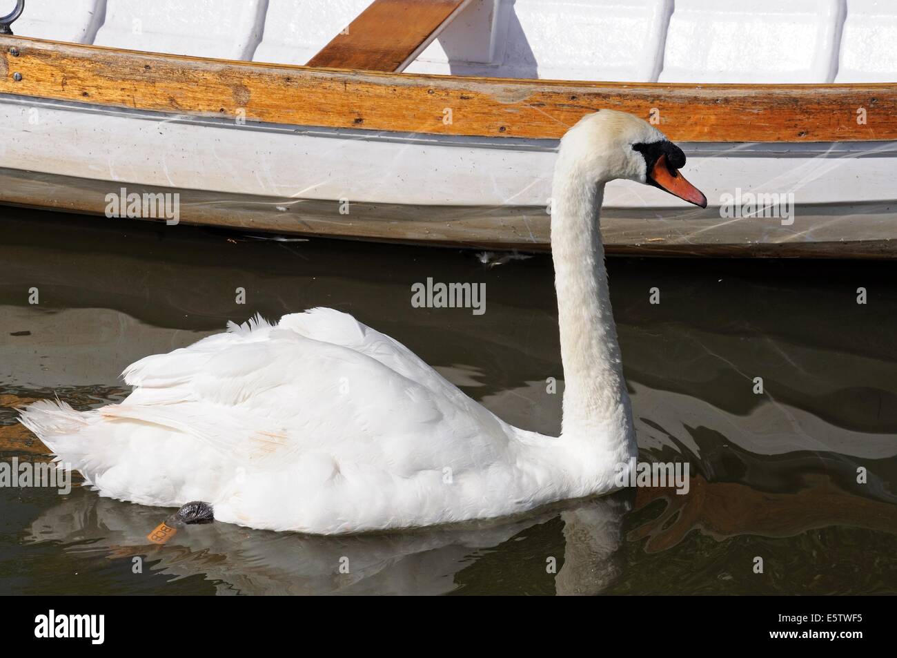 Swan swimming alongside a rowing boat on the River Avon, Stratford-upon ...