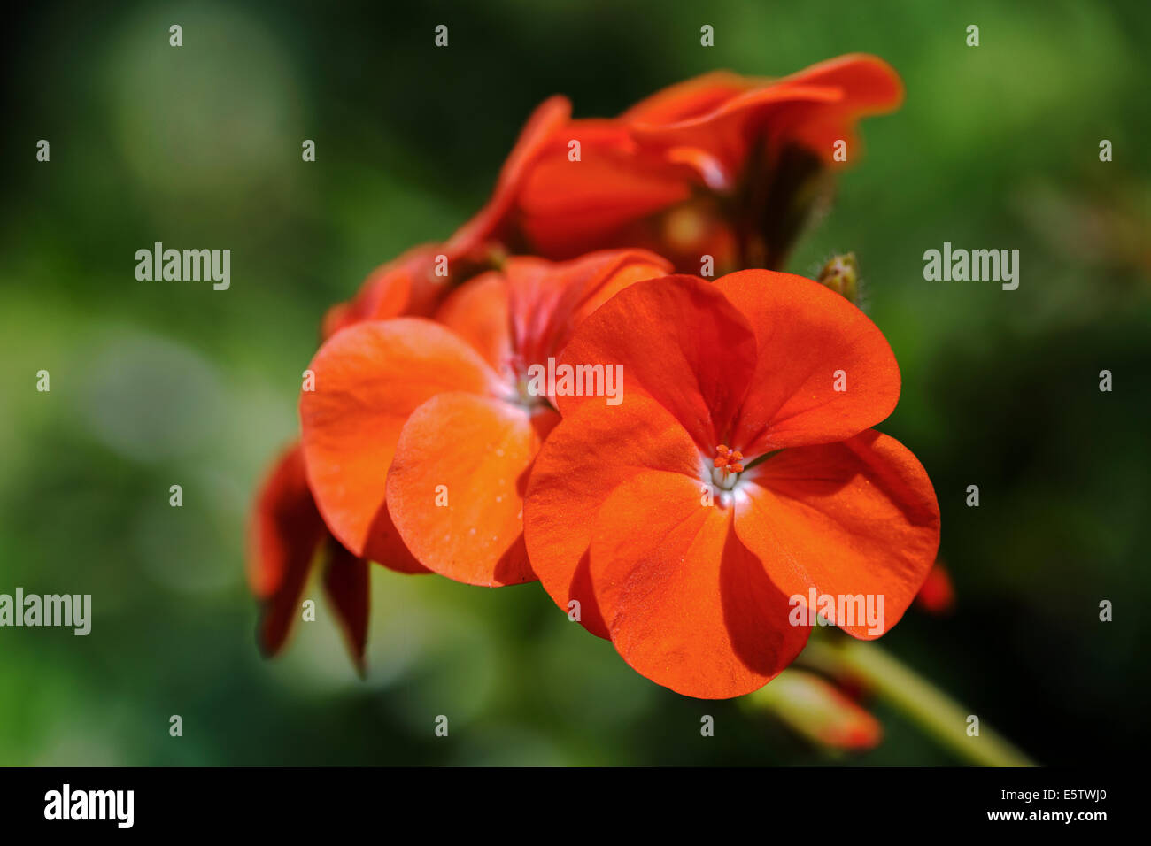 Reproduction in plants hi-res stock photography and images - Alamy