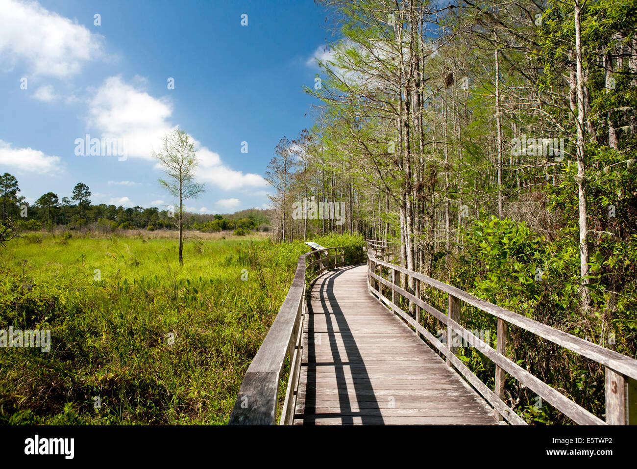 Boardwalk Trail at Corkscrew Swamp Sanctuary - near Namples, Florida ...