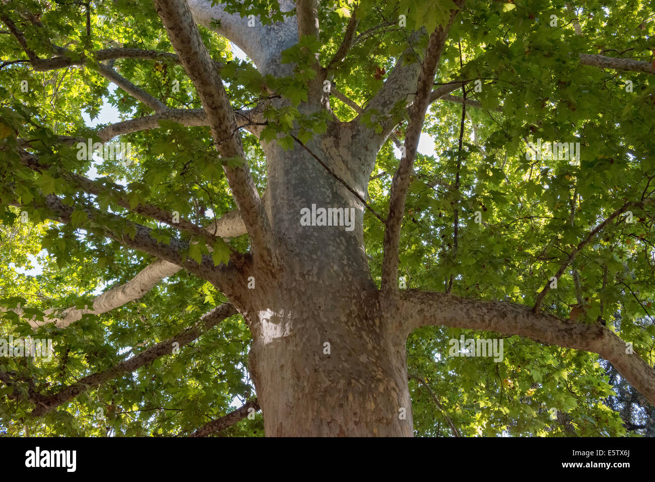 Sycamore tree branch hi-res stock photography and images - Alamy