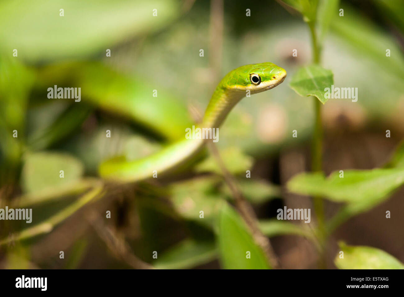 Rough Green Snake High Resolution Stock Photography and Images - Alamy