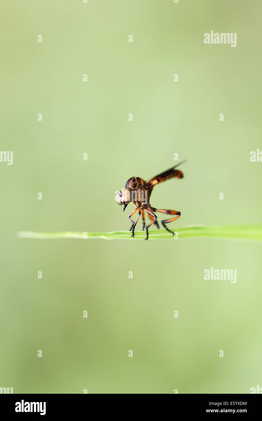 Small dragonflies on green leaf in the garden Stock Photo - Alamy