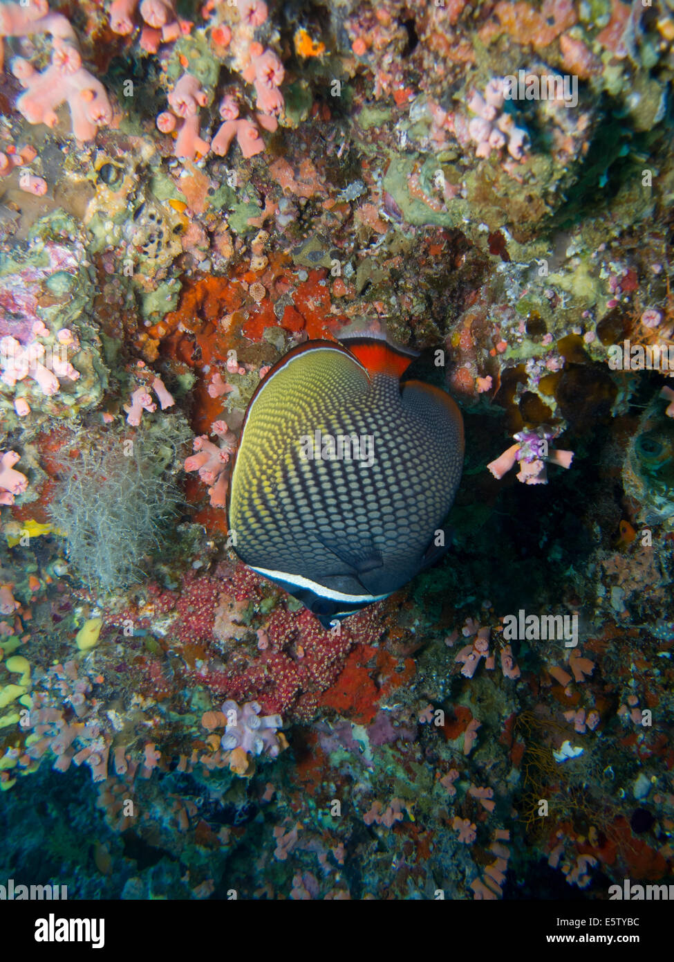 Butterflyfish eating corals in maldives hi-res stock photography and ...