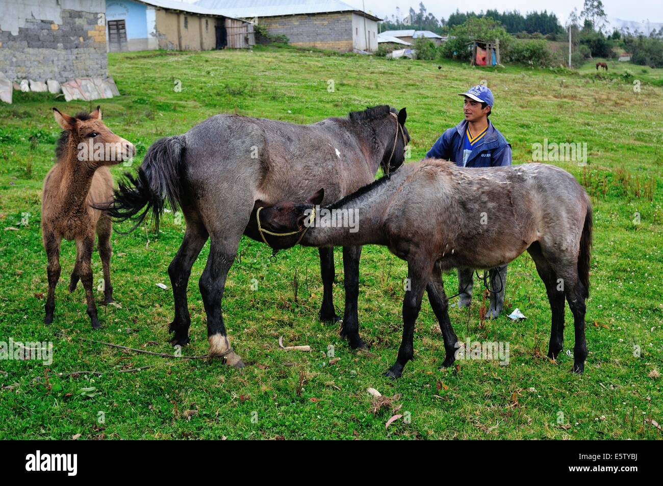 Horses in Cruzpata - CHACHAPOYAS . Department of Amazonas .PERU Stock ...