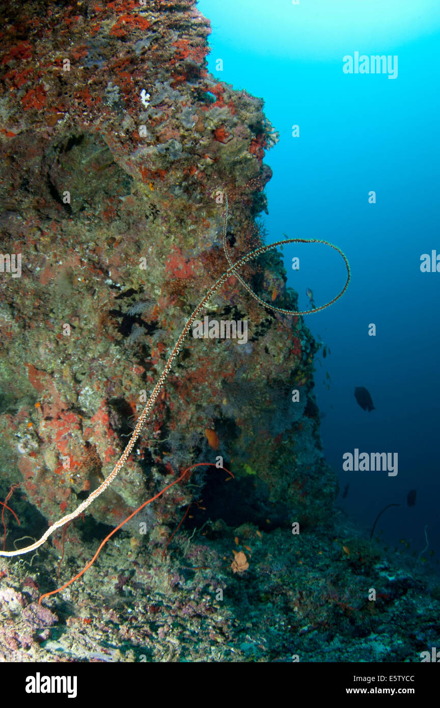 Entrance to an underwater overhang in Dhaalu Atoll, Maldives Stock ...