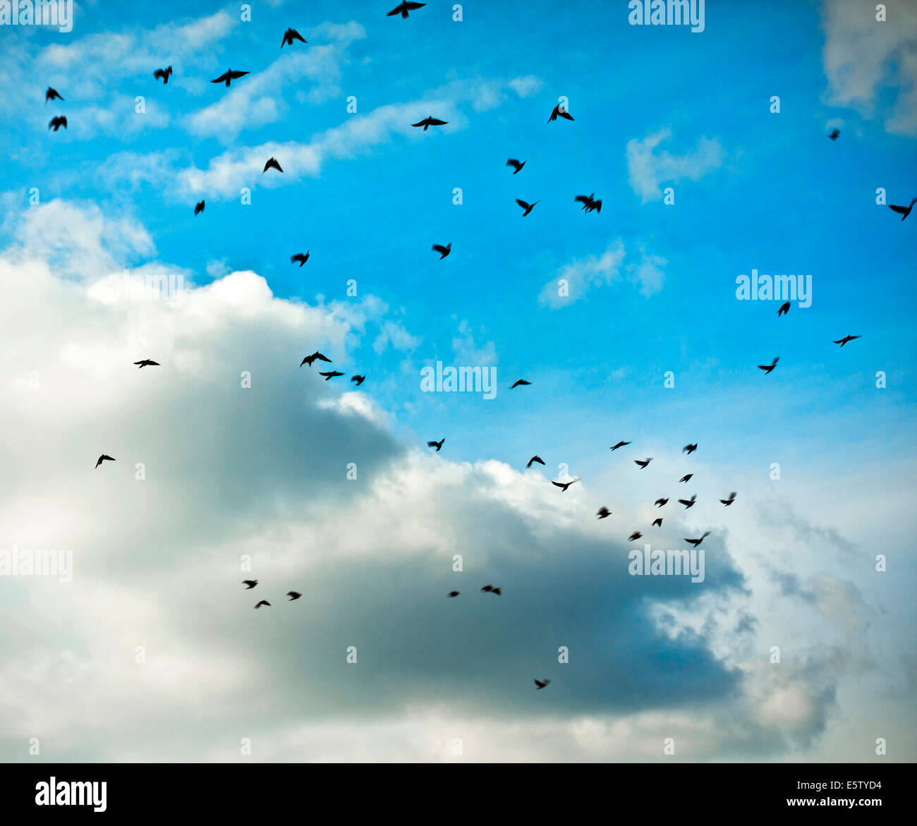 Crows birds hi-res stock photography and images - Alamy