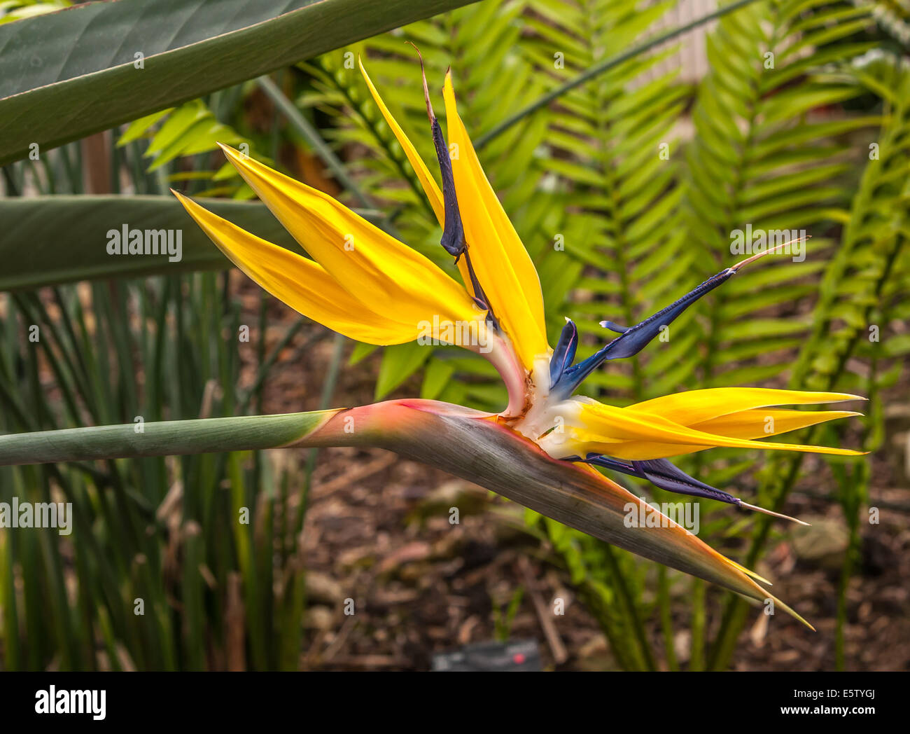 Yellow bird hi-res stock photography and images - Alamy