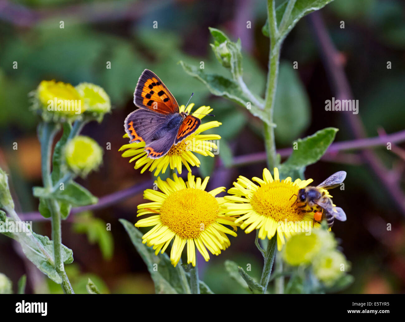 Bee butterfly flowers hi-res stock photography and images - Alamy