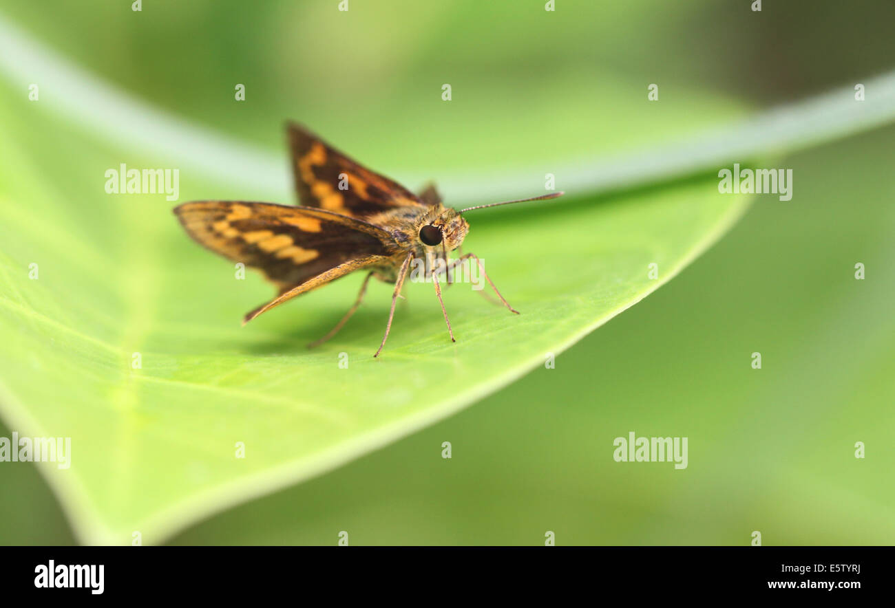 Insect and leaf tropical forest hi-res stock photography and images - Alamy