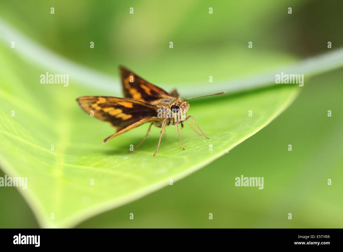 Leaf insect background hi-res stock photography and images - Alamy