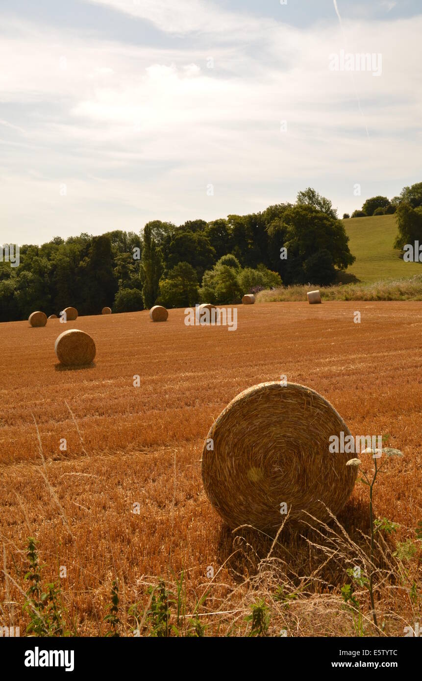 Summer hay harvest in Sussex, England Stock Photo - Alamy
