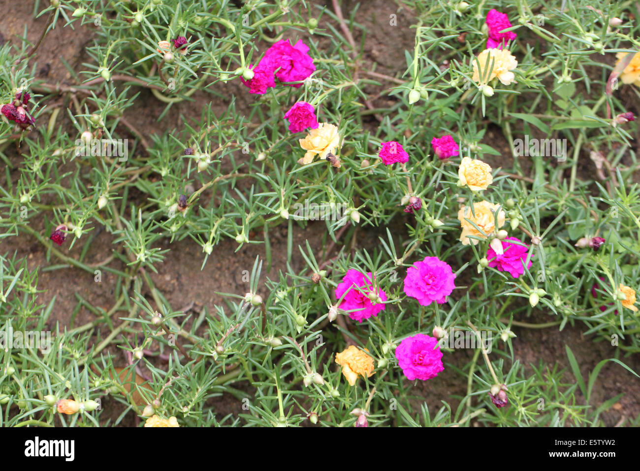 Pink flowers in the garden for natural background Stock Photo - Alamy