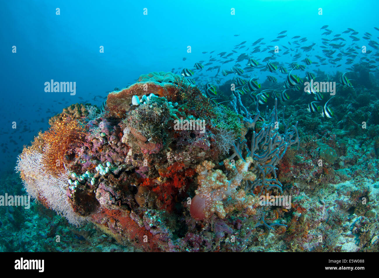 A school of reef fish in a colourful reef in shallow waters, Maldives ...