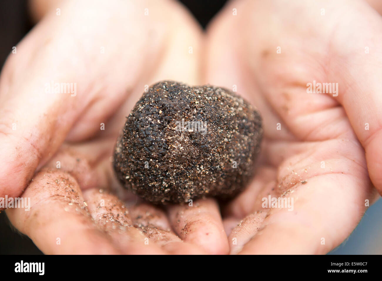 Black perigold truffle after being dug out of the ground Stock Photo ...