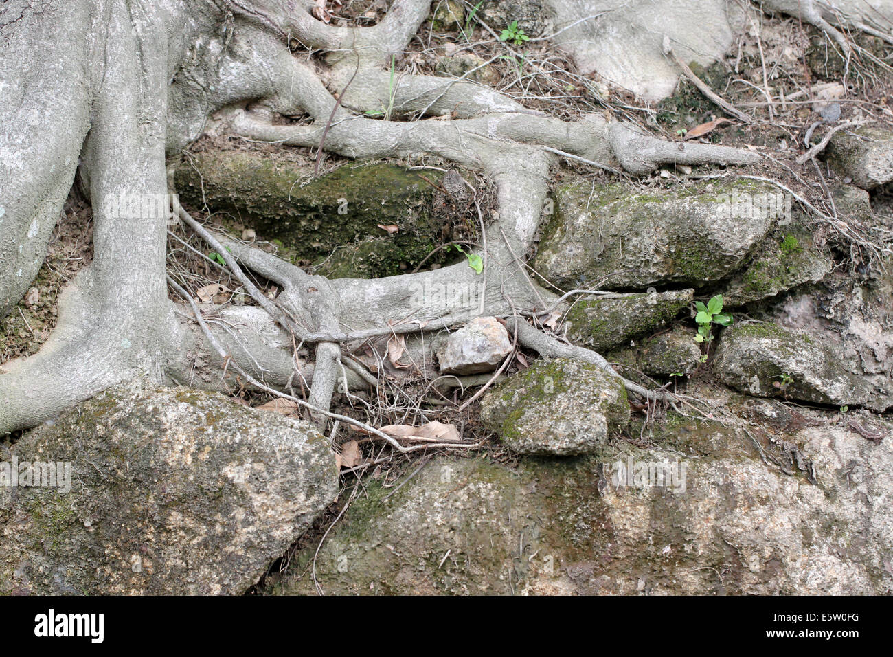 roots of large tree in the forest Stock Photo - Alamy