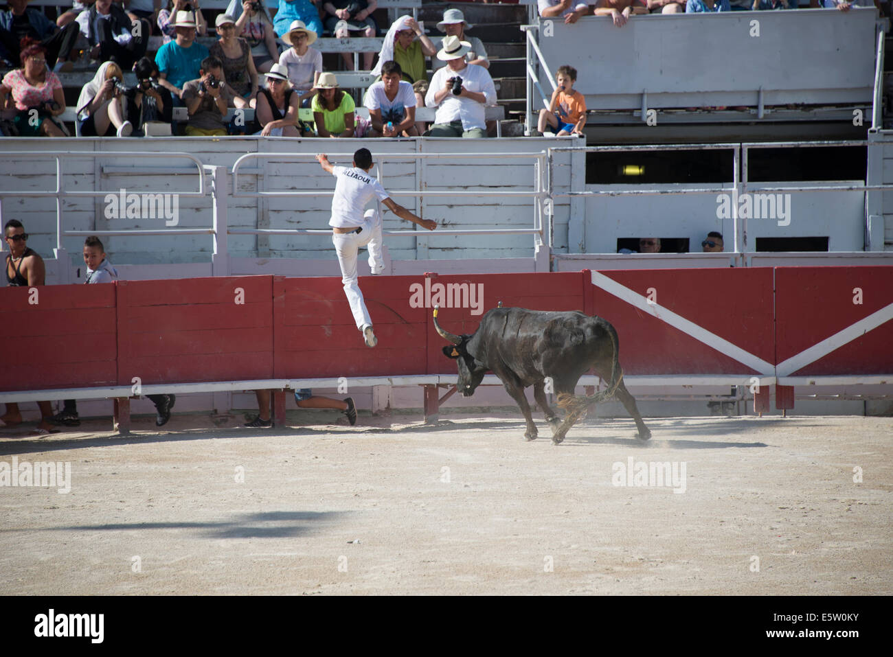 Bull Racing Arles France Stock Photo - Alamy
