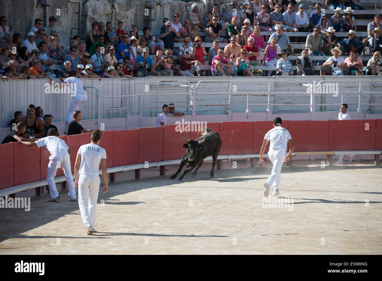 Bull Racing Arles France Stock Photo - Alamy