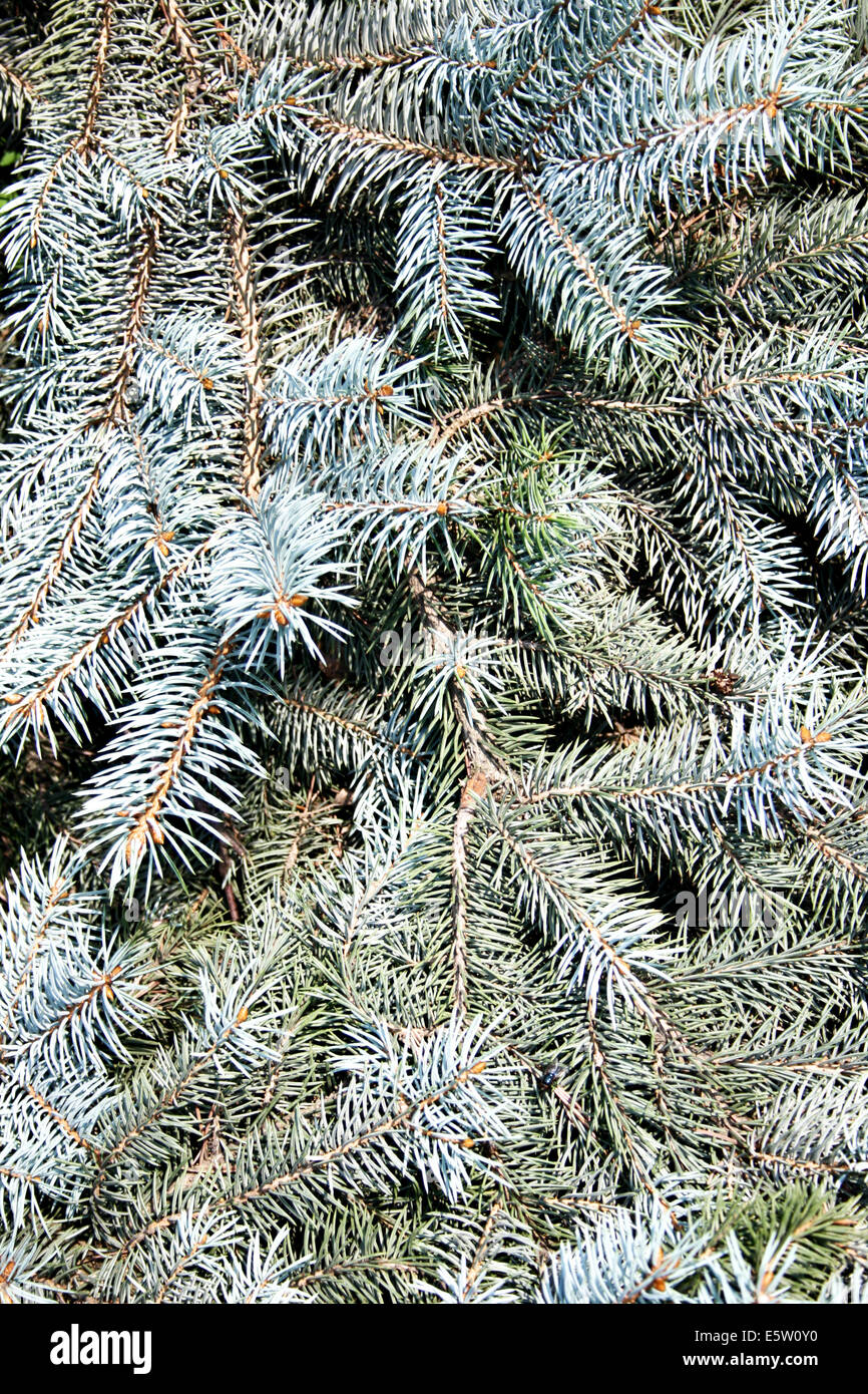 Branches of blue spruce hi-res stock photography and images - Alamy