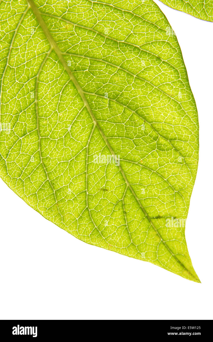 Green leaf macro isolated over white background Stock Photo - Alamy