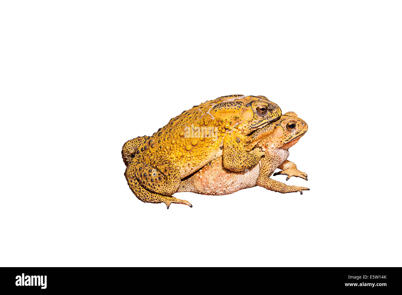 Two toads during the breeding isolated on white background Stock Photo ...