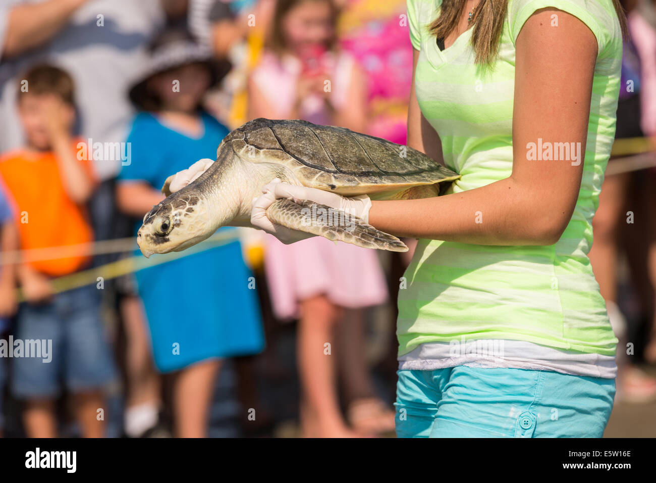 A young volunteer carries Bay, a 11-pound Kemp's Ridley sea turtle to ...