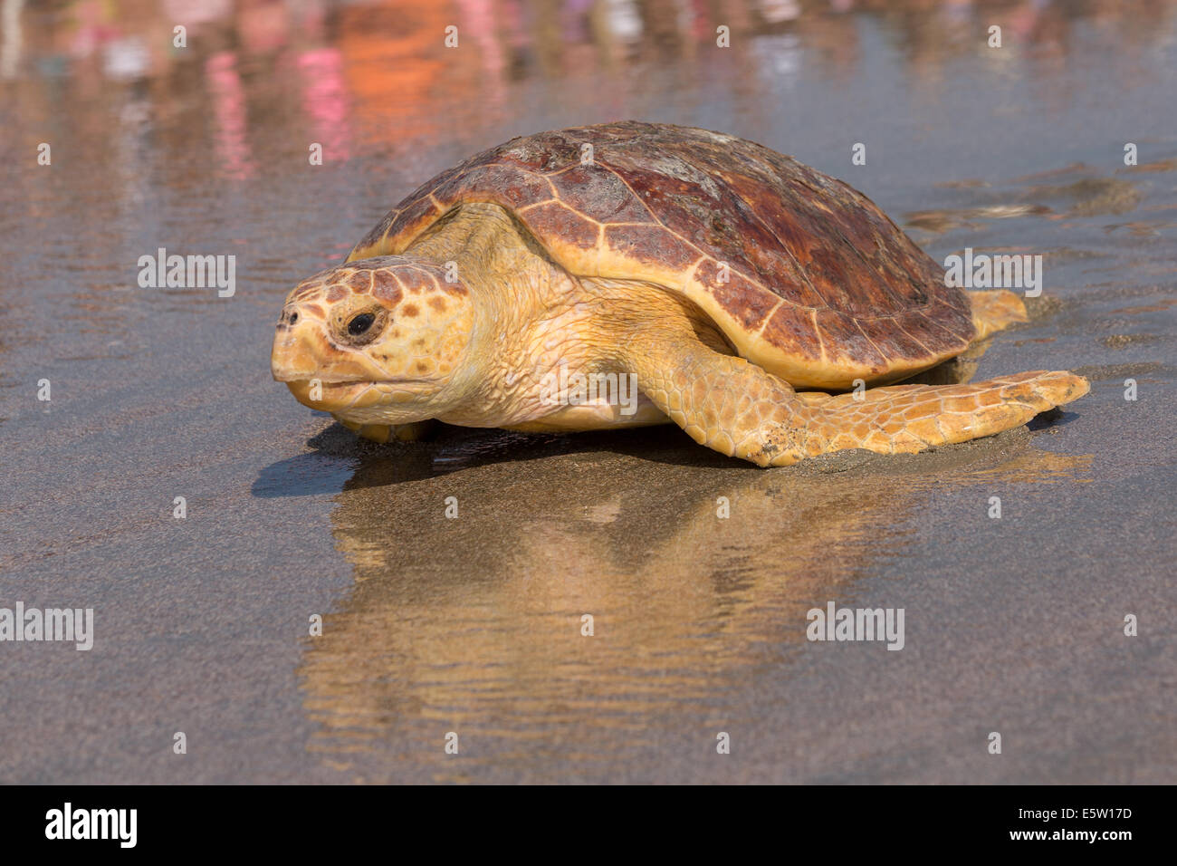 Juvenile loggerhead turtle swimming hi-res stock photography and images ...