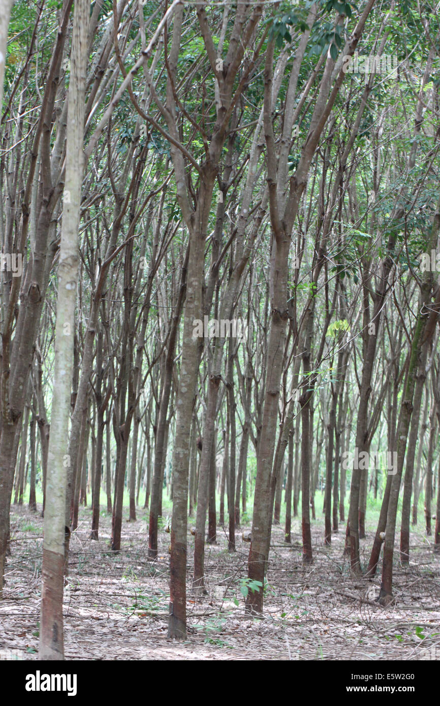 Rubber trees in the garden Stock Photo - Alamy
