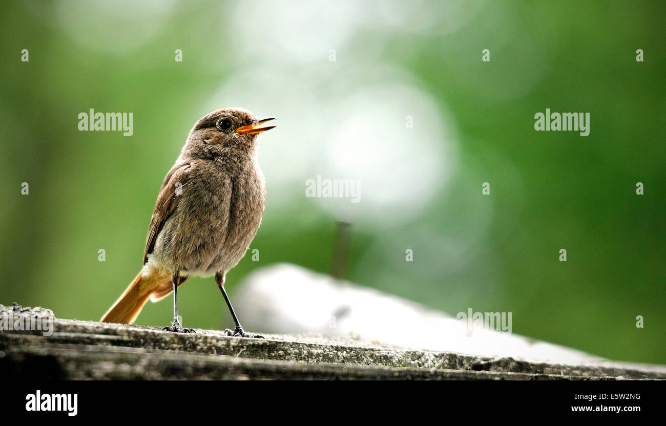 Female Black Redstart High Resolution Stock Photography and Images - Alamy