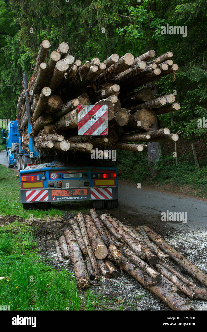 Red and white striped rear load marker after loading felled tree trunks ...