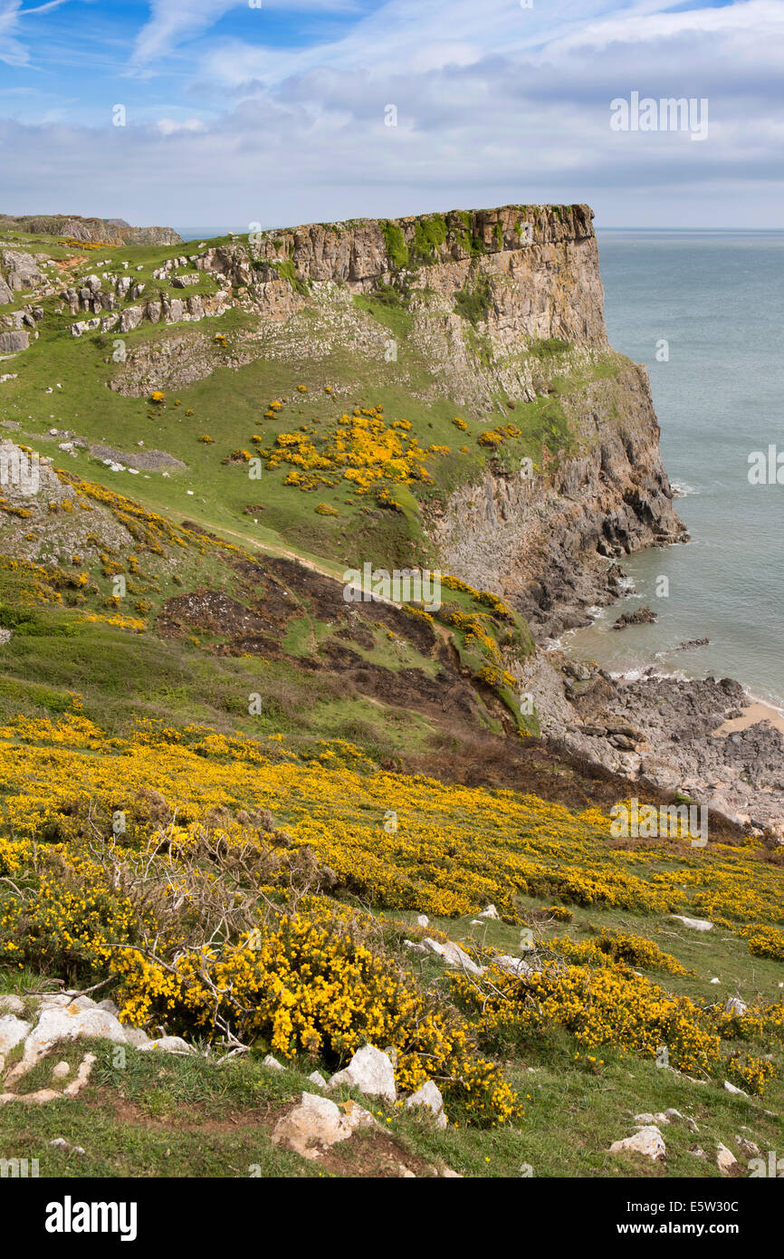 UK, Wales, Swansea, Gower, Rhossili, Gorse studded cliffs above Fall ...