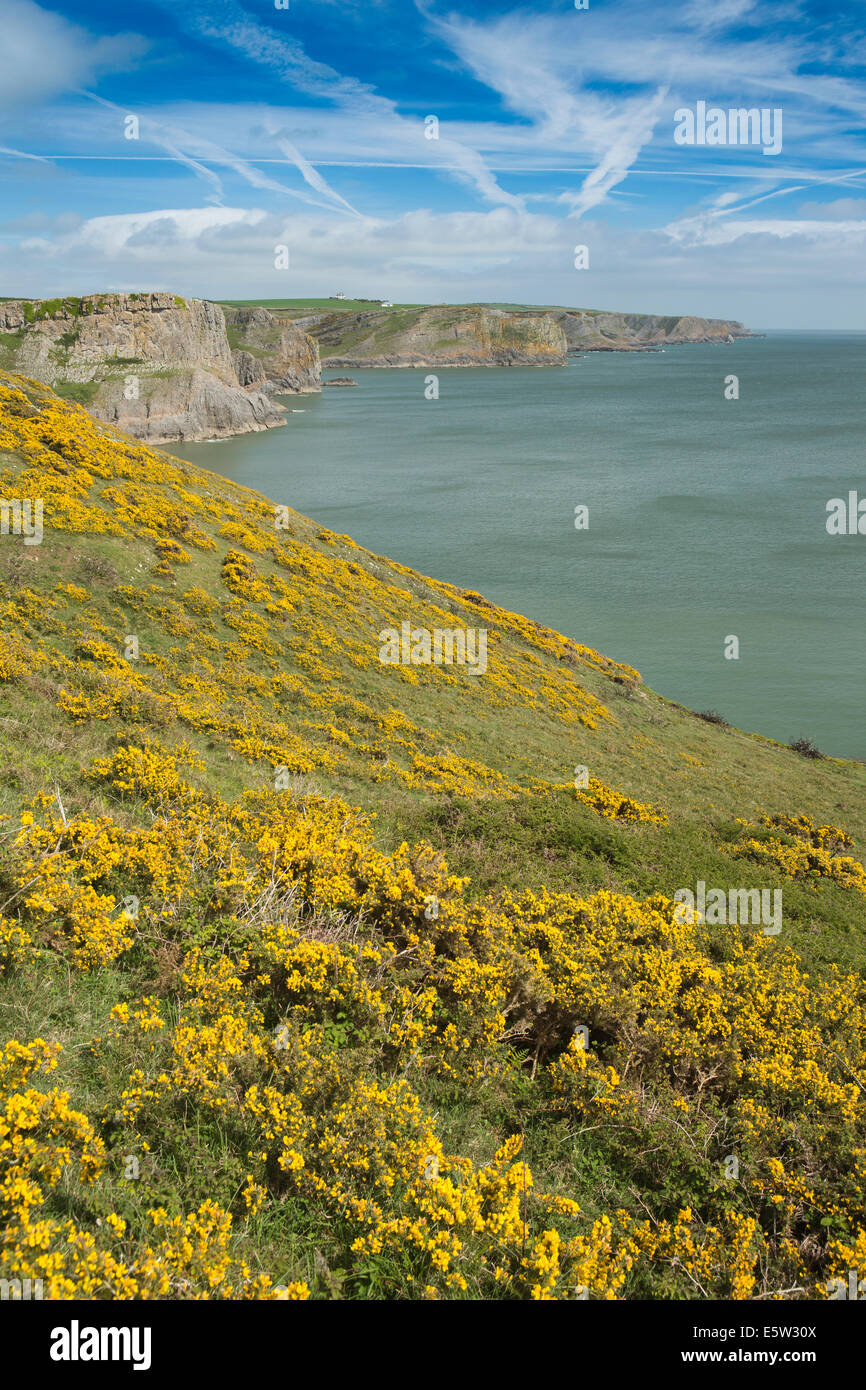 UK, Wales, Swansea, Gower, Rhossili, Gorse studded cliffs above Fall ...