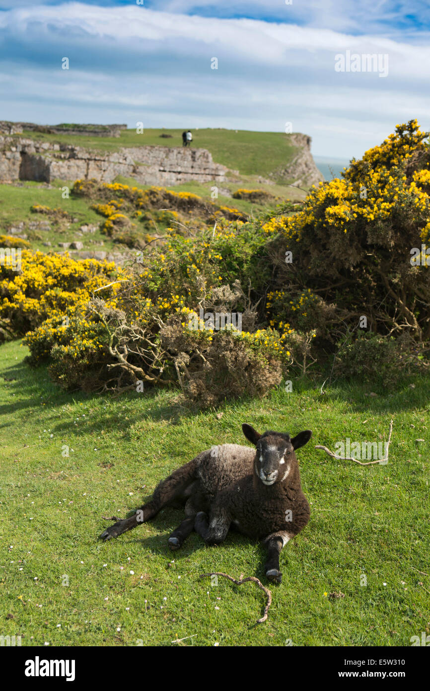 Black welsh lamb isolated hi-res stock photography and images - Alamy