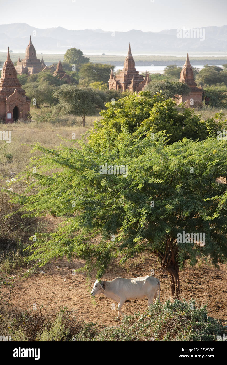 Ancient Buddhist temples by the Irrawaddy river, Bagan, Myanamar (Burma ...