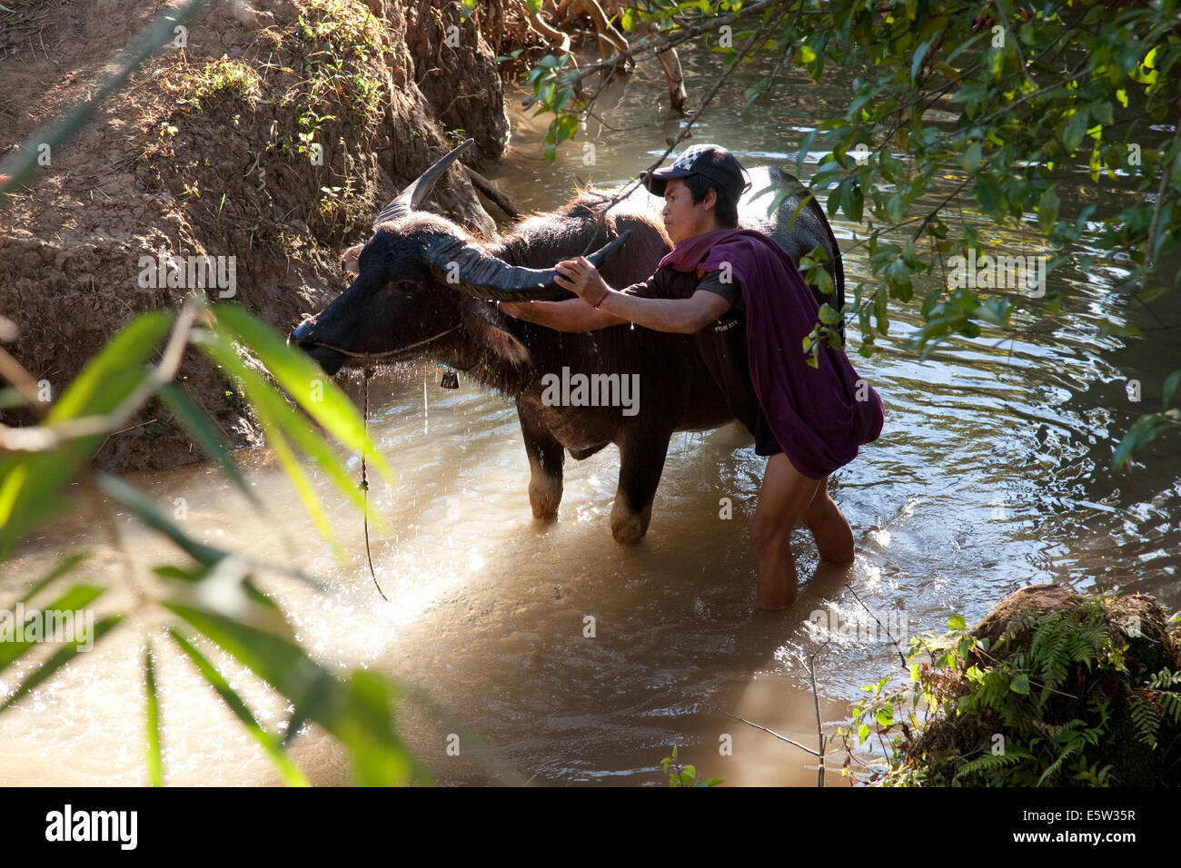 Man washing buffalo hi-res stock photography and images - Alamy