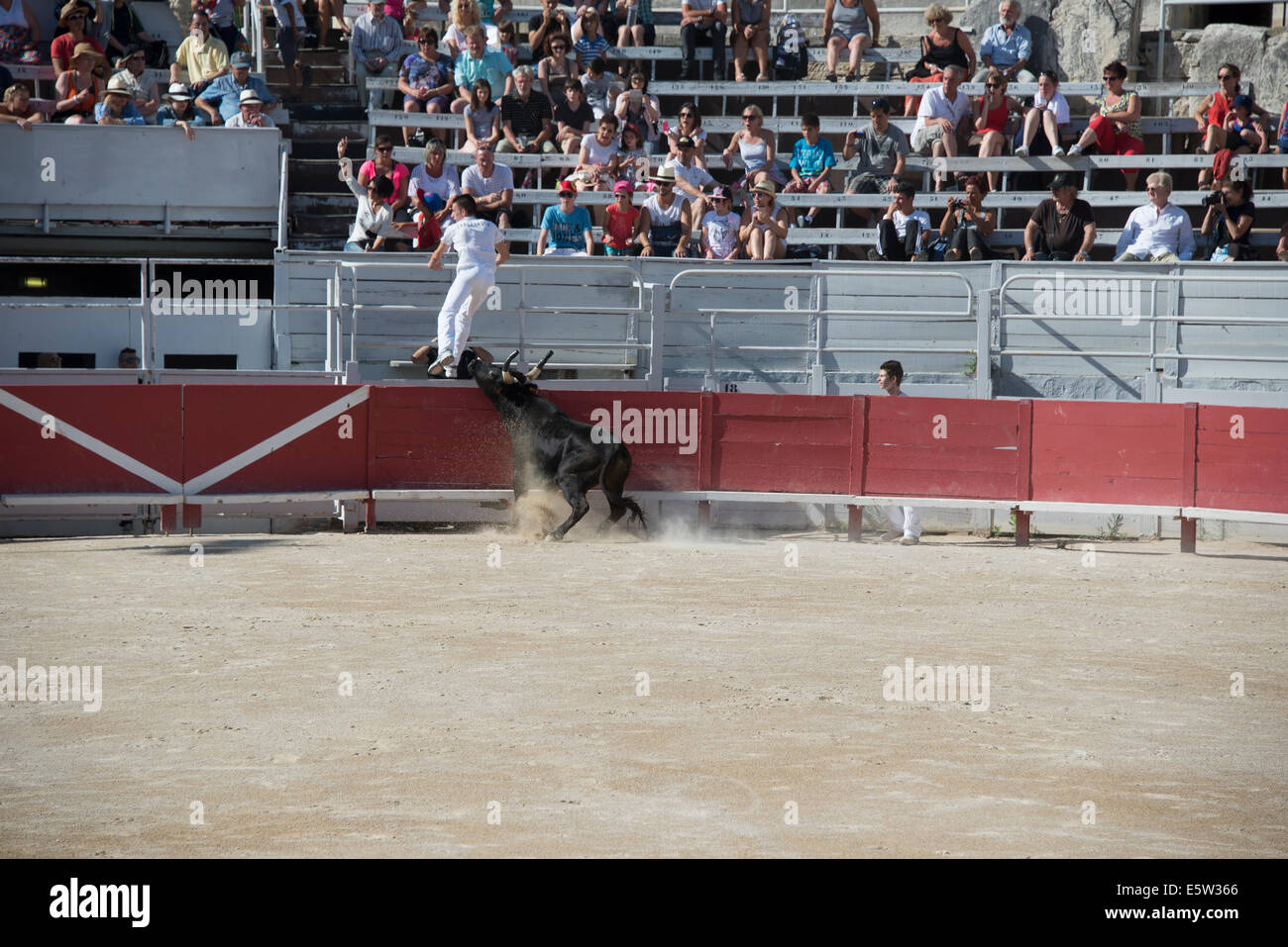 Bull Racing Arles France Stock Photo - Alamy