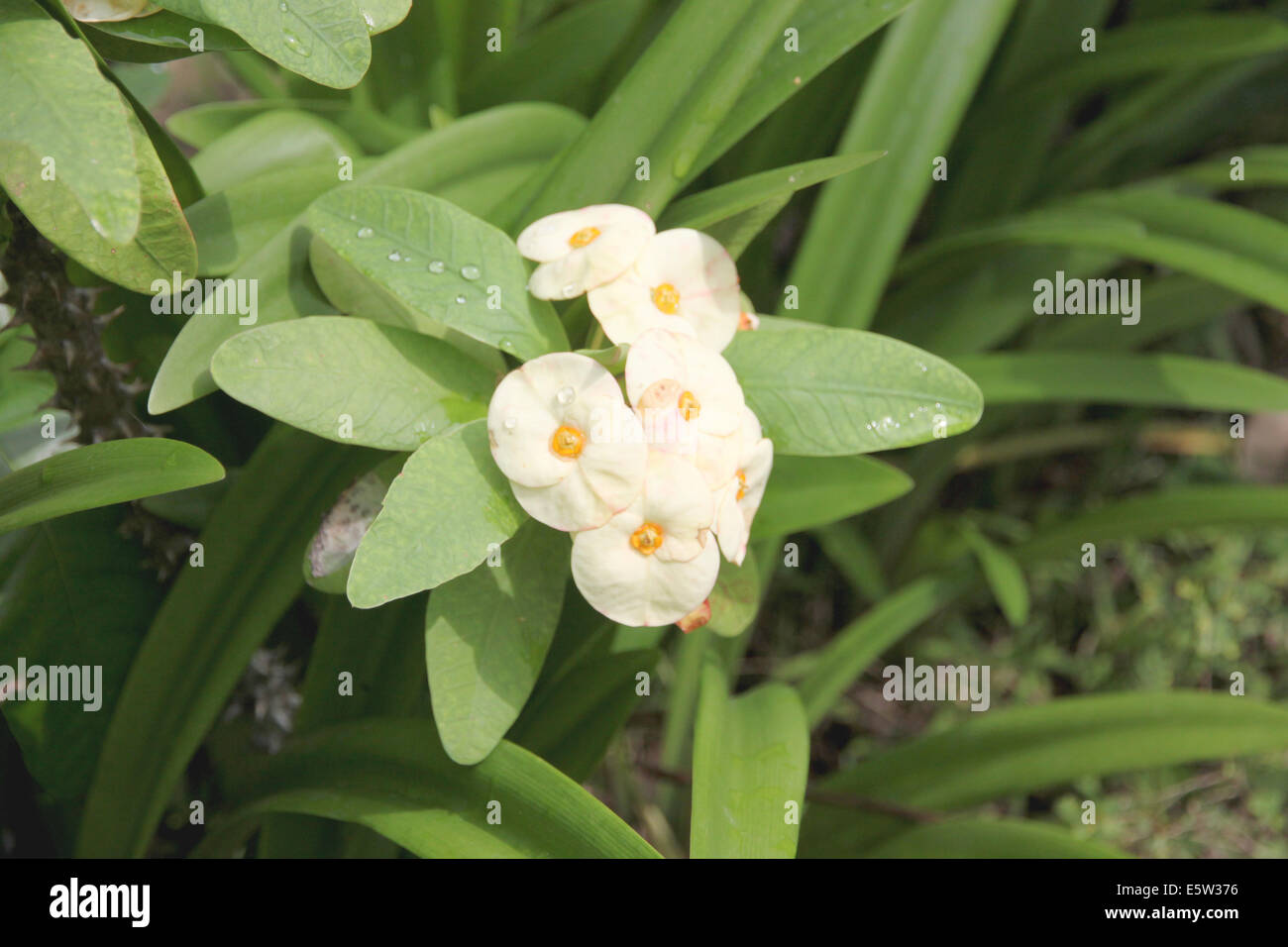 Crown of thorns or Christ Thorn flower in the garden Stock Photo - Alamy