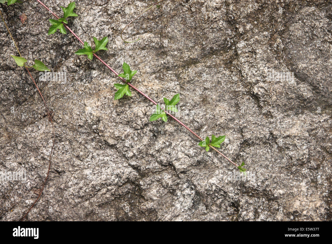 green forest tree on the stone background Stock Photo - Alamy