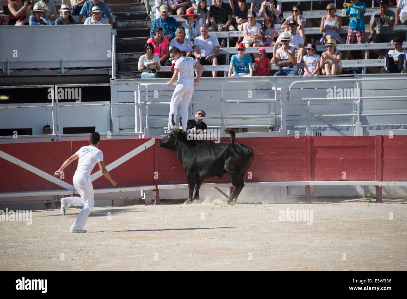 Bullrace hi-res stock photography and images - Alamy