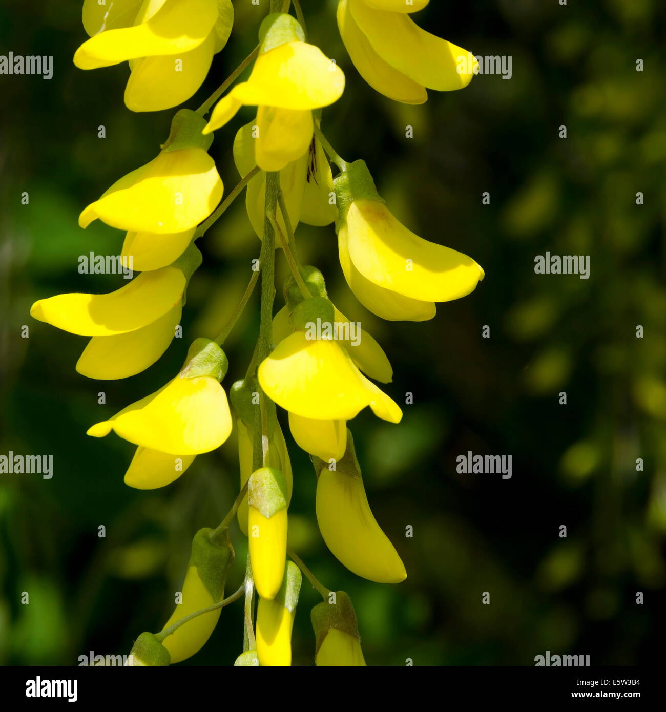 Acacia flower hi-res stock photography and images - Alamy