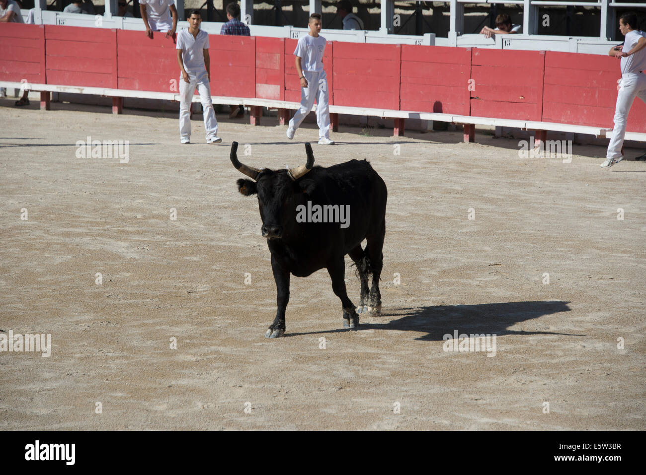 Bullrace hi-res stock photography and images - Alamy