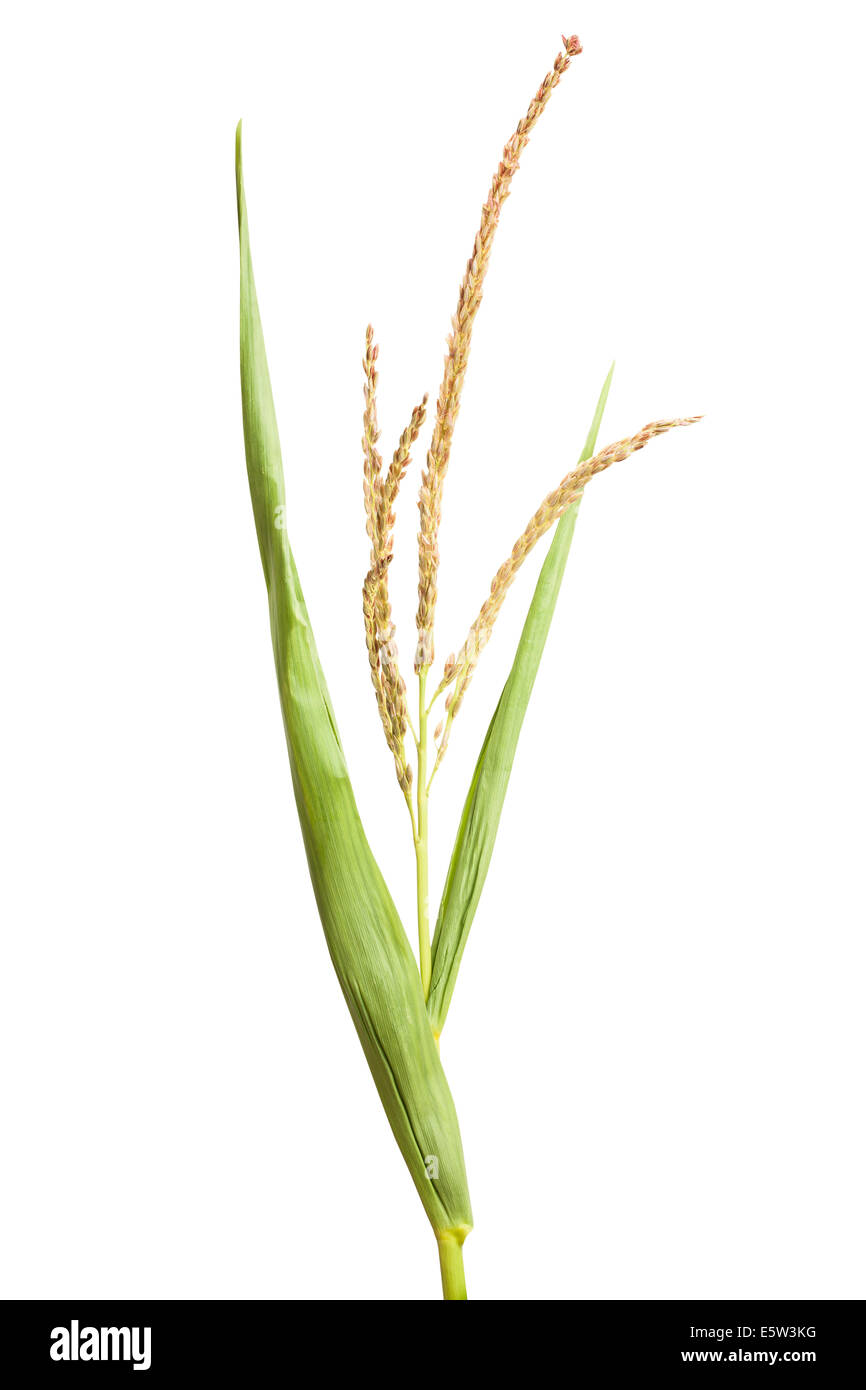 corn plant seeds isolated Stock Photo - Alamy