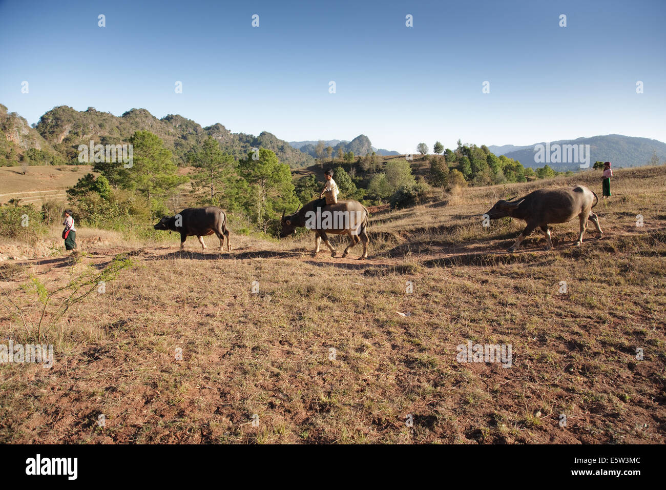 Children with buffaloes in the Than Taung monutains, Shan state ...