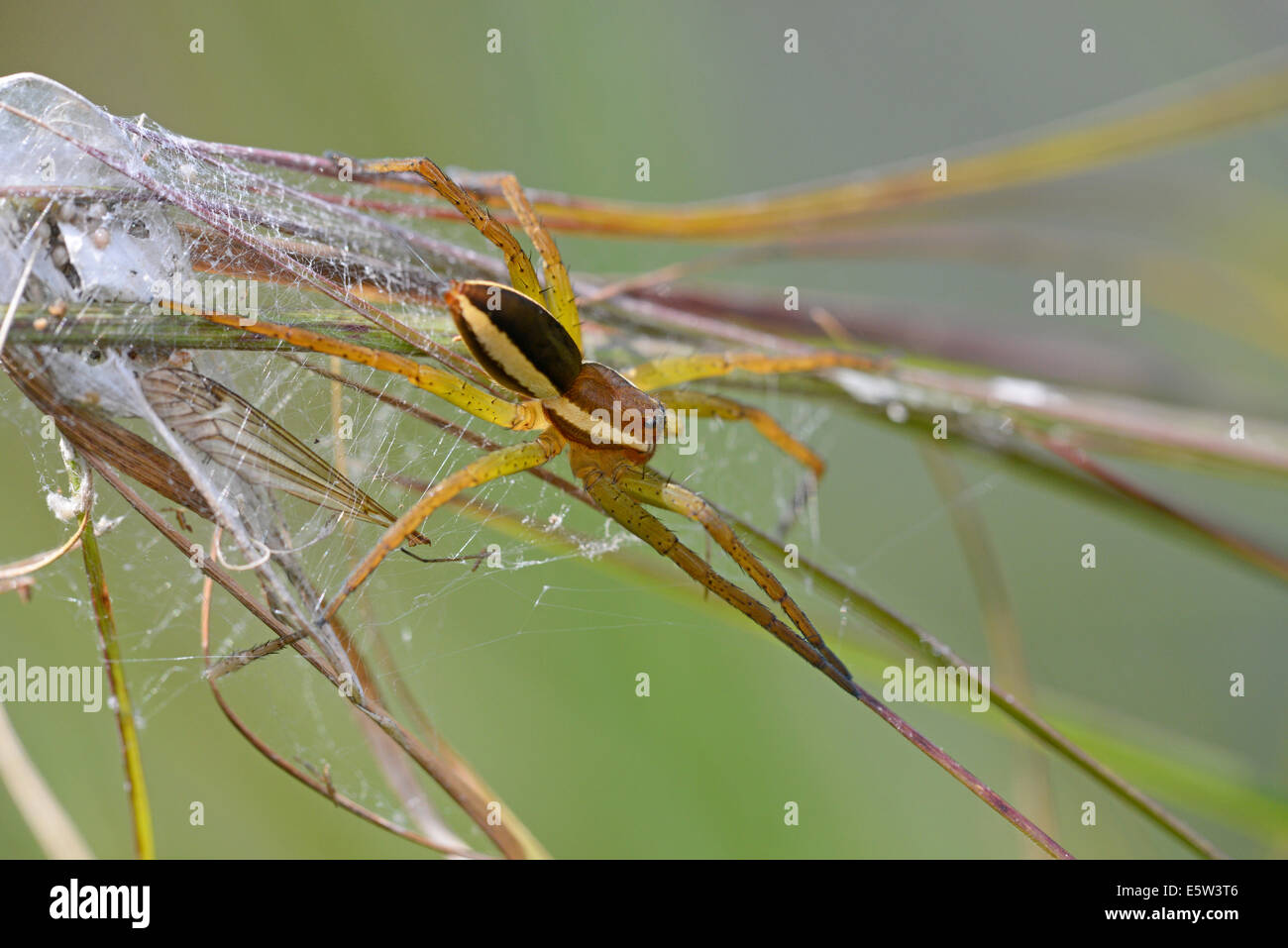 Raft spider (Dolomedes fimbriatus). Adult female Stock Photo - Alamy