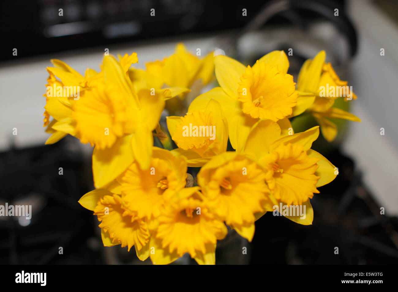 Bunch of yellow daffodils Stock Photo - Alamy