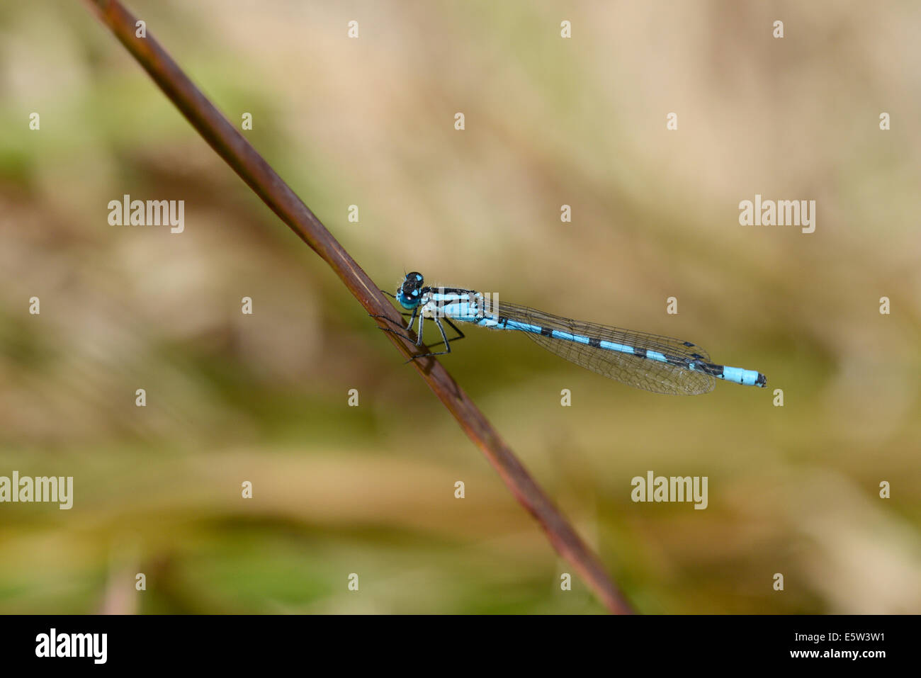 Common blue damselfly (Enallagma cyathigerum). Mature male Stock Photo ...