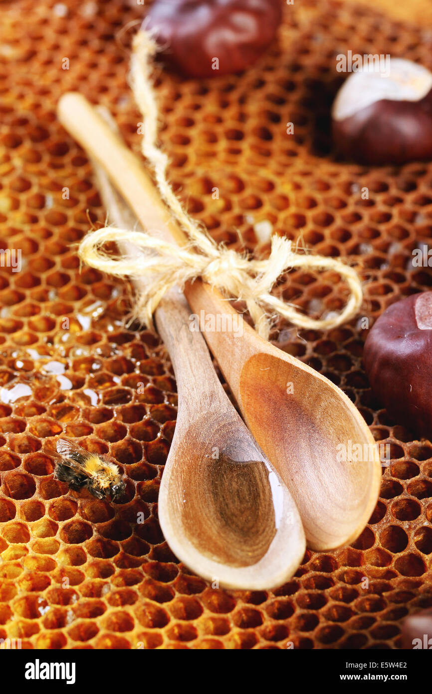 Wax nuts hi-res stock photography and images - Alamy