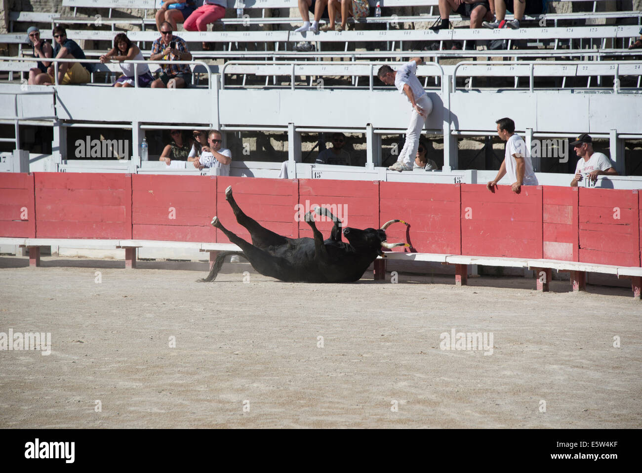 Bullrace hi-res stock photography and images - Alamy