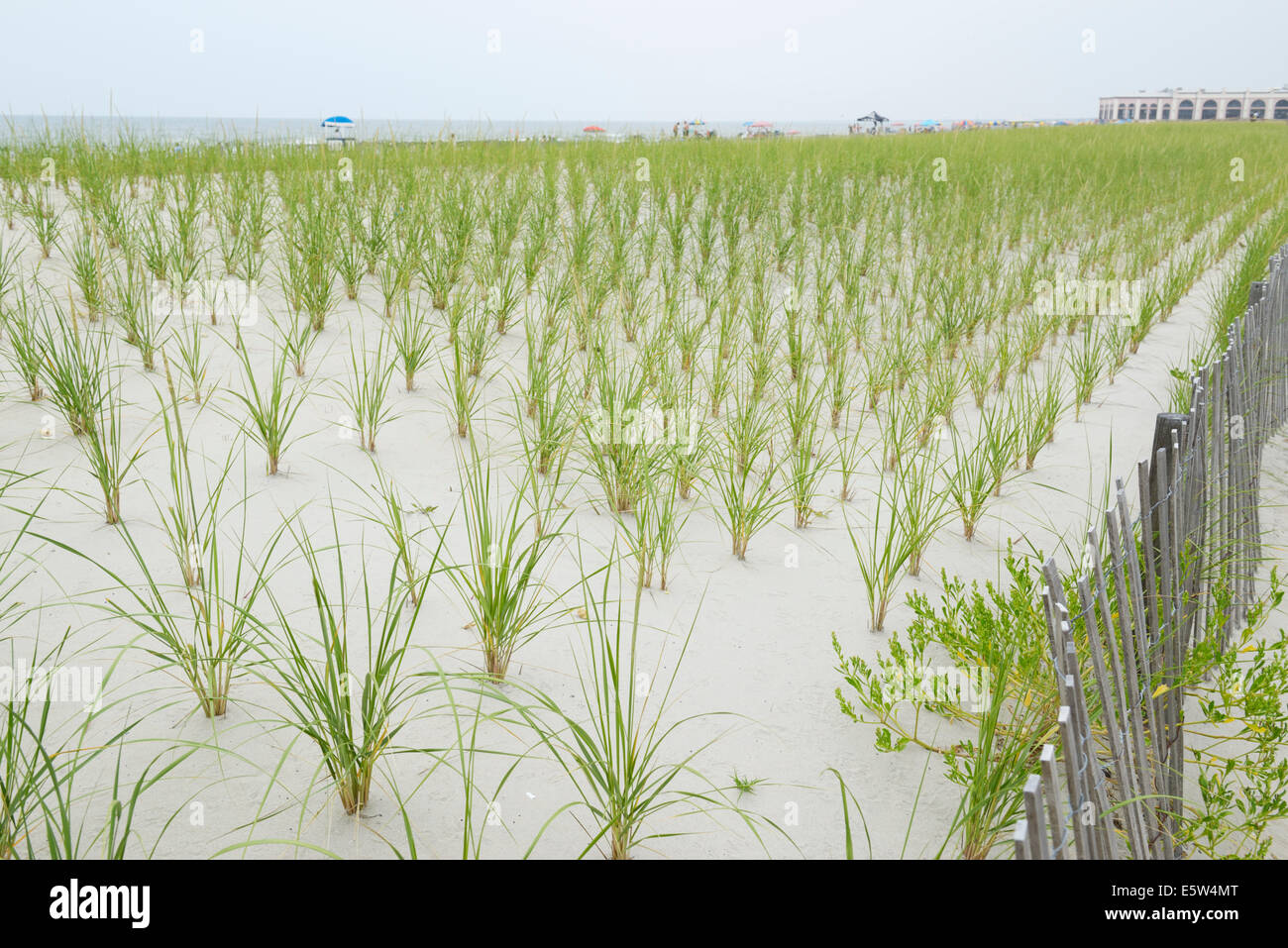 Cape American beach grass, Ammophila breviligulata, planted to ...