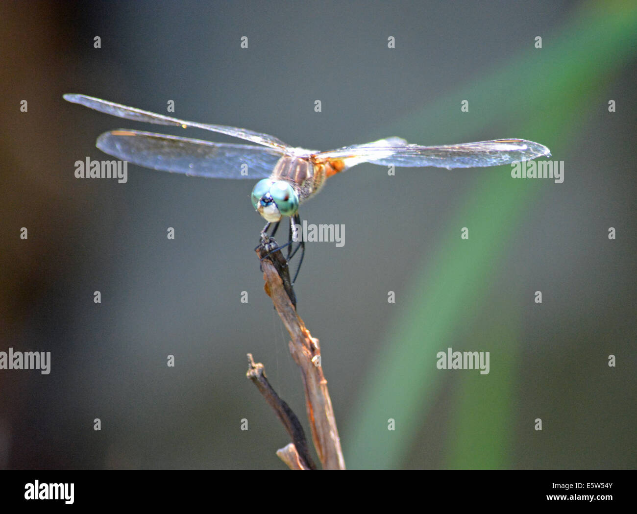 damselfly insect Stock Photo - Alamy