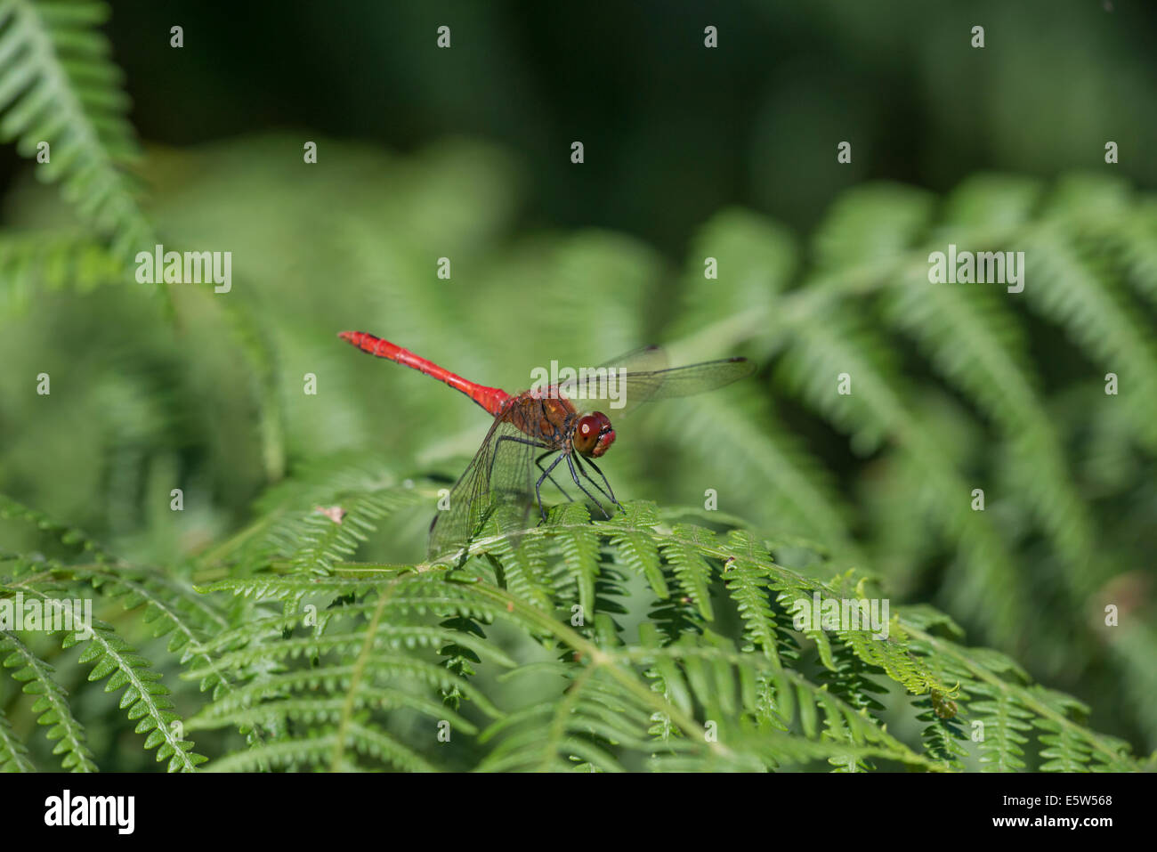 Sympetrum rouge sang hi-res stock photography and images - Alamy